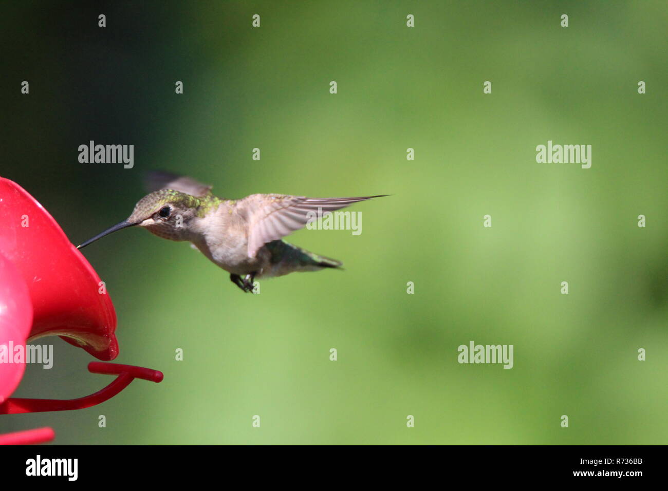 Hummingbird at the feeder/ Colibri a l'abreuvoir Stock Photo - Alamy