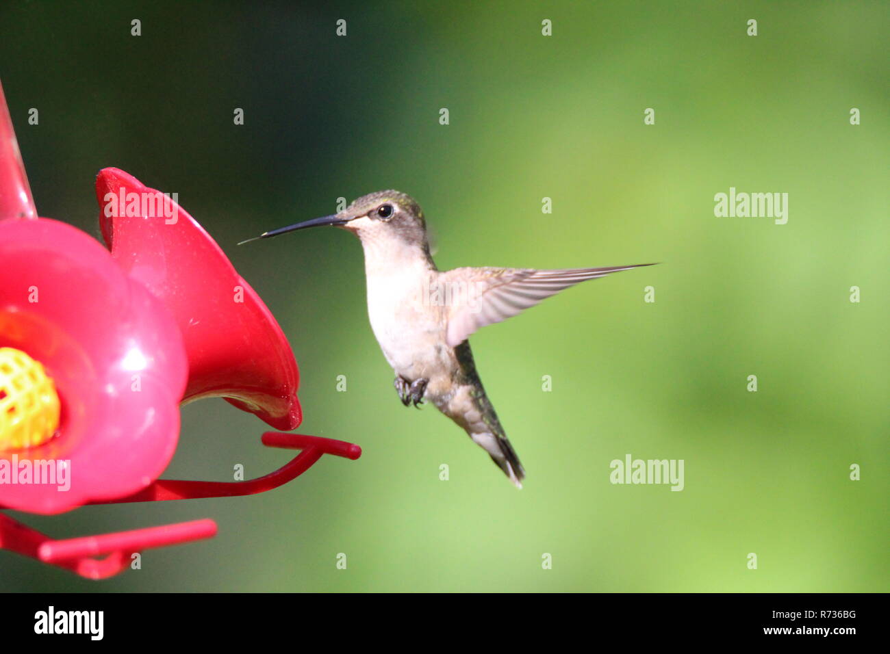 Hummingbird at the feeder/ Colibri a l'abreuvoir Stock Photo - Alamy