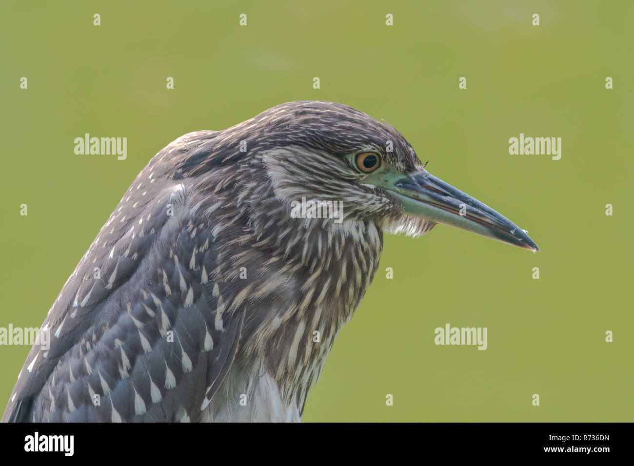 Black-crowned Night Heron [Nycticorax nycticorax], juvenile Stock Photo ...