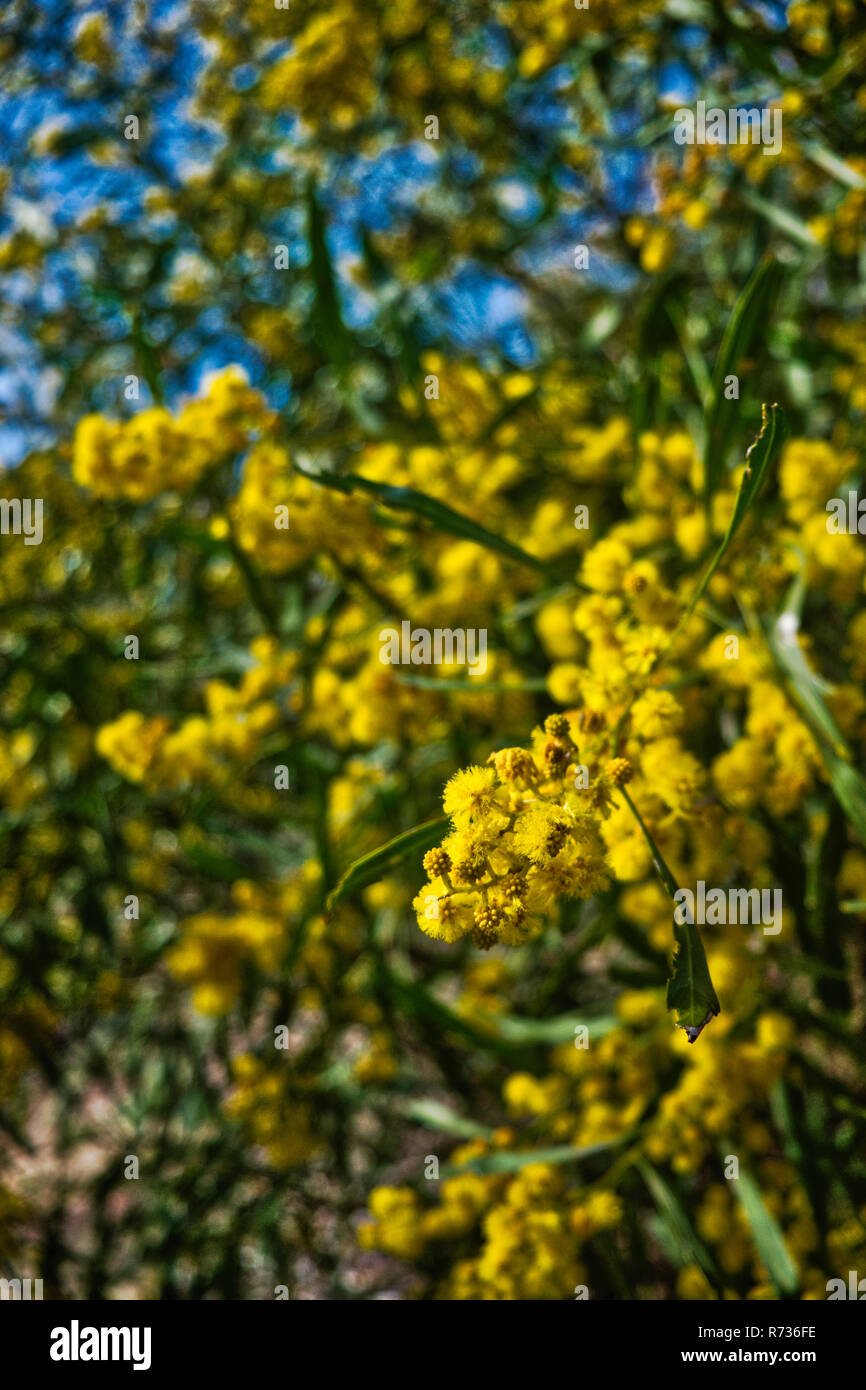 yellow Acacia pulchella Mimosa Stock Photo - Alamy