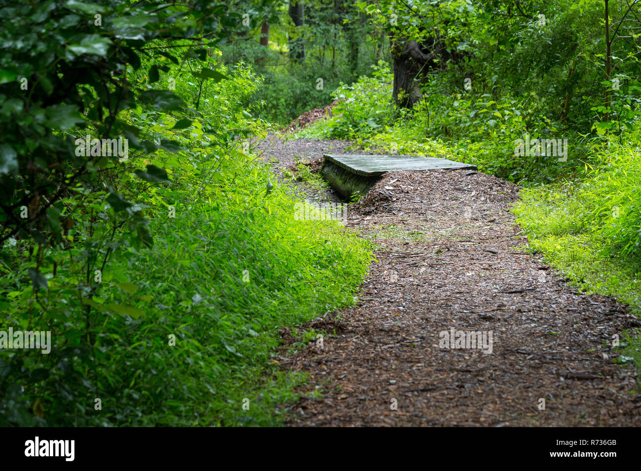 The Bridle Path crossing a small footbridge over a forest drainage ...