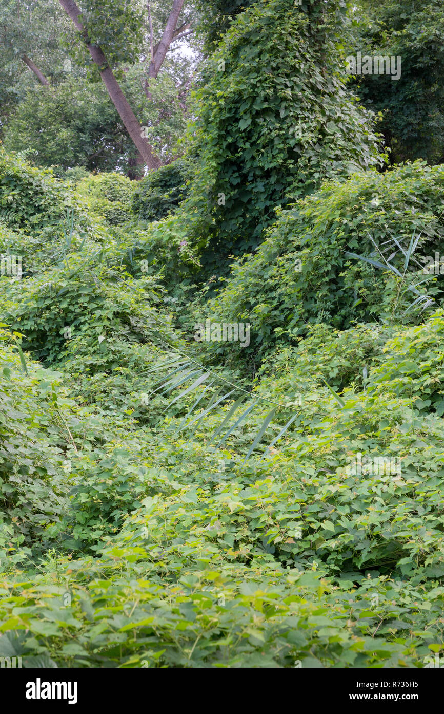 Vines growing on trees hi-res stock photography and images - Alamy