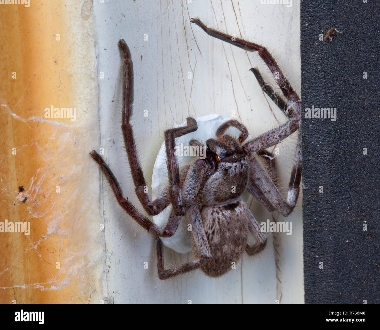Huntsman Spider with Egg Sac Stock Photo - Alamy