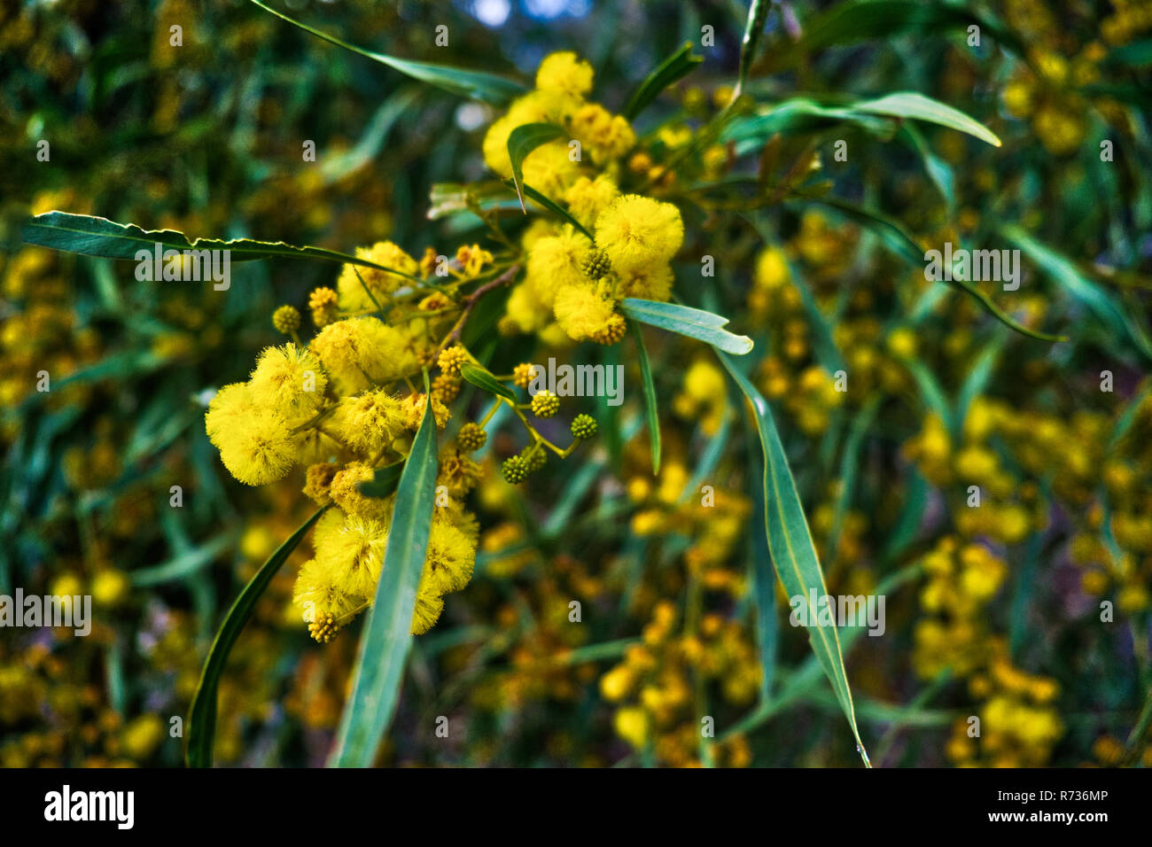 Fluffy yellow flowers hi-res stock photography and images - Alamy