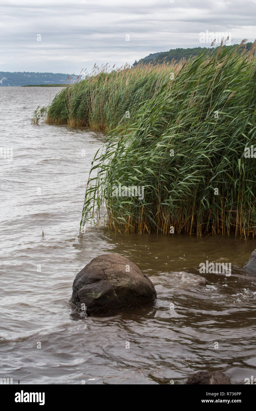Tall marsh grasses growing along the edge of the Piermont Marsh where ...