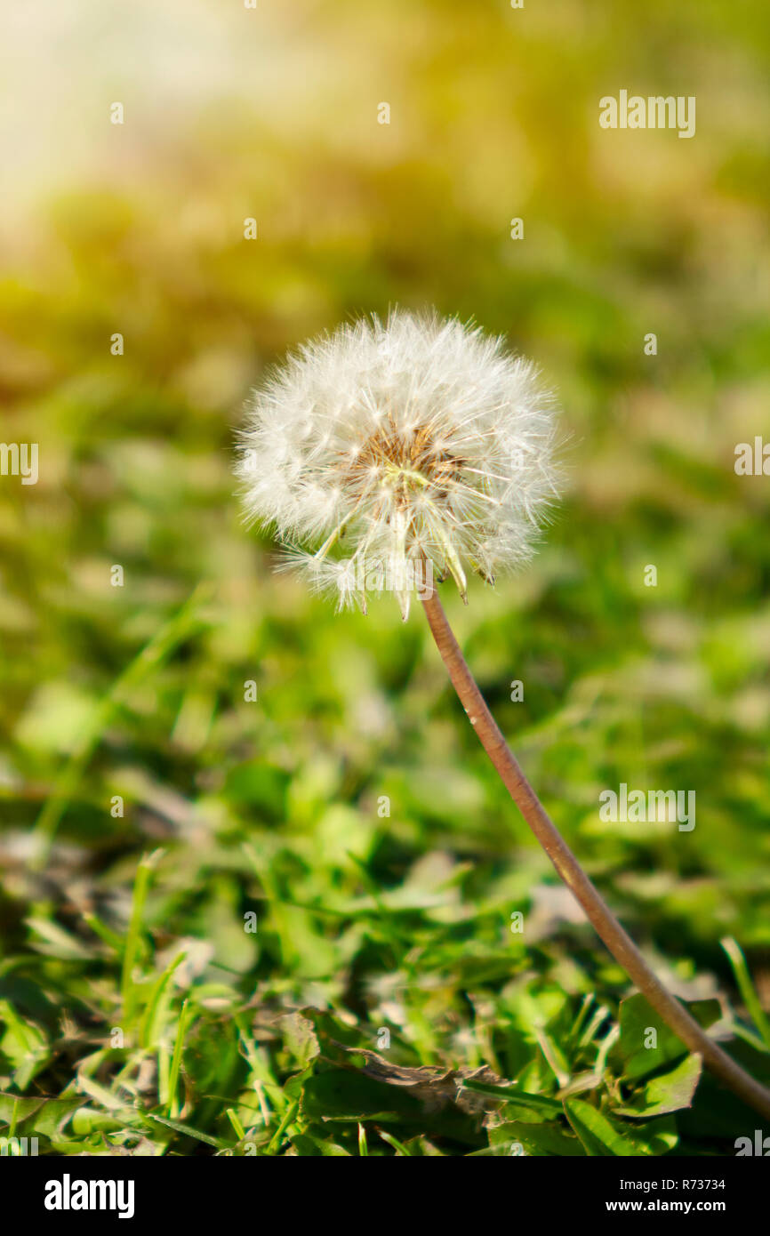 Dandelion on the meadow at sunlight background Stock Photo - Alamy