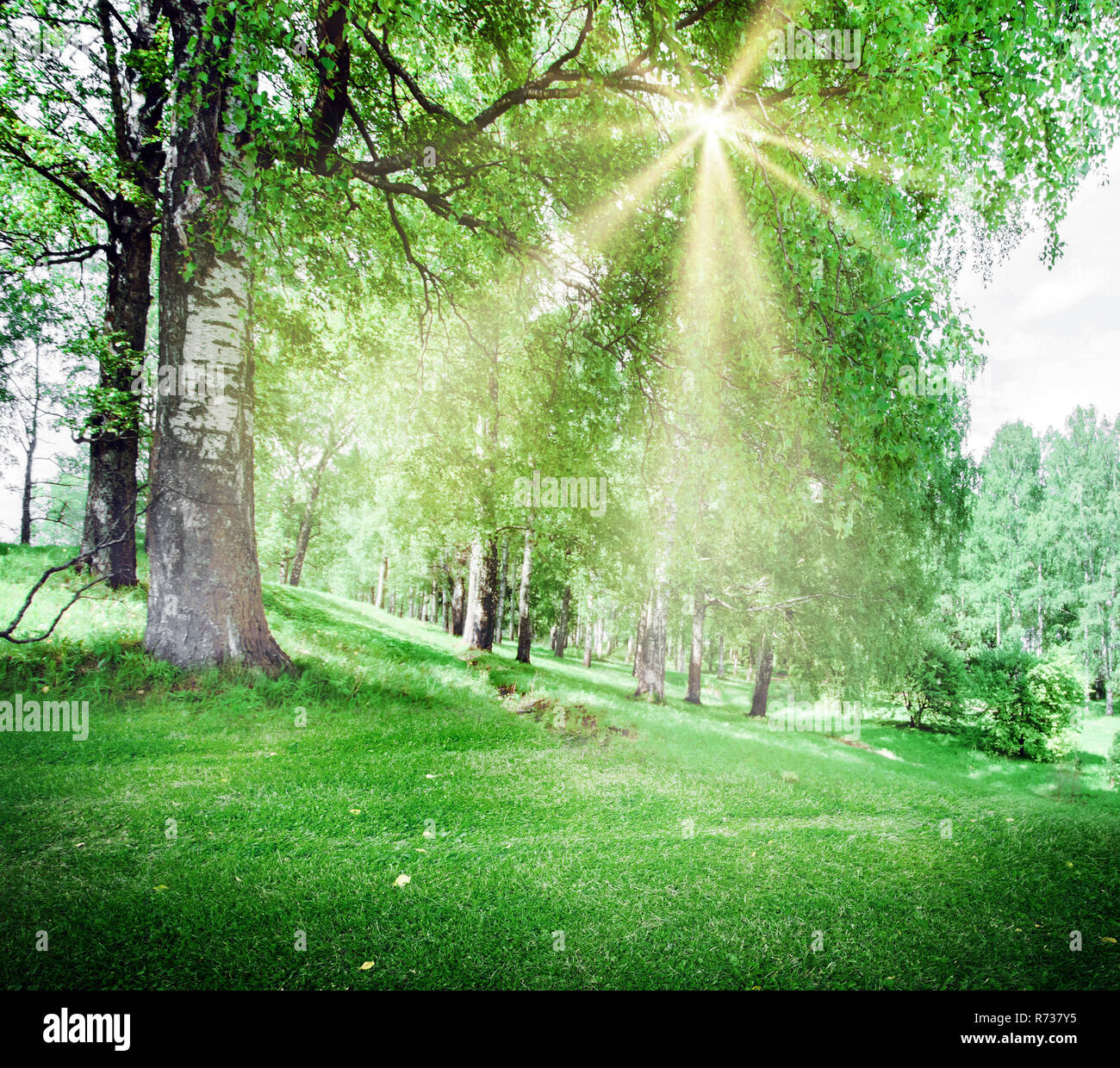 Spring park landscape Stock Photo - Alamy