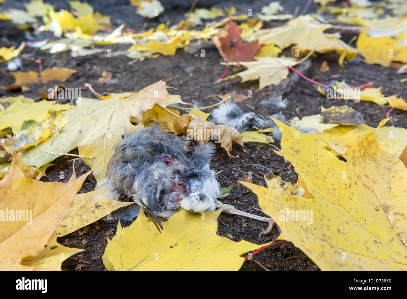 decaying Corpse of a bird in leaves. close-up of dead decomposing dove ...