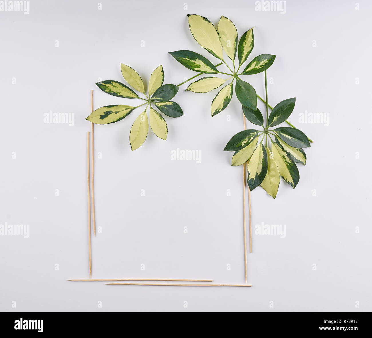 Frame made of wooden chopsticks and leaves of schefflera and ficus ...