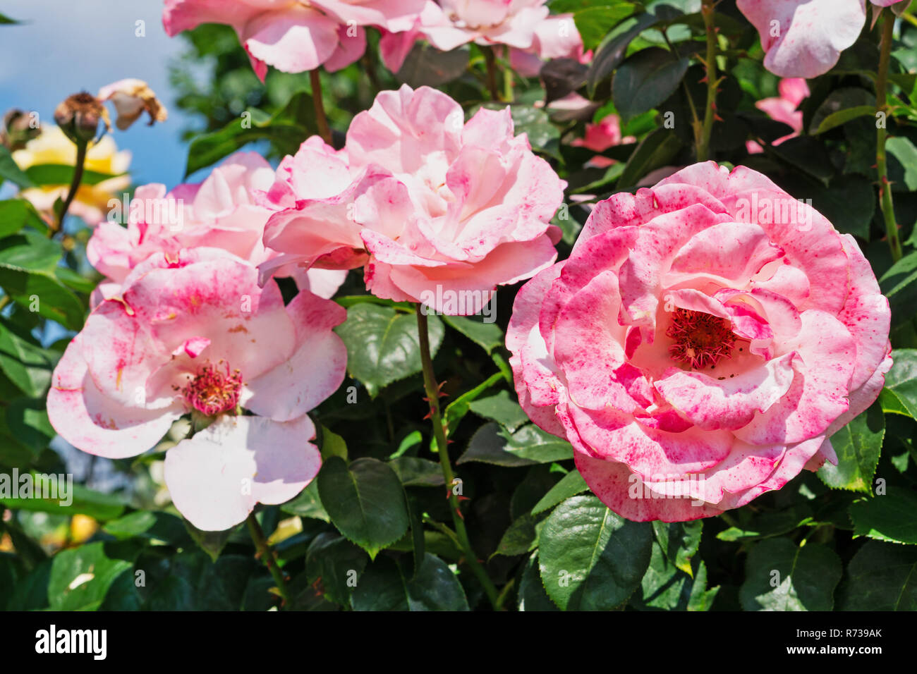 Gartenrose hi-res stock photography and images - Alamy