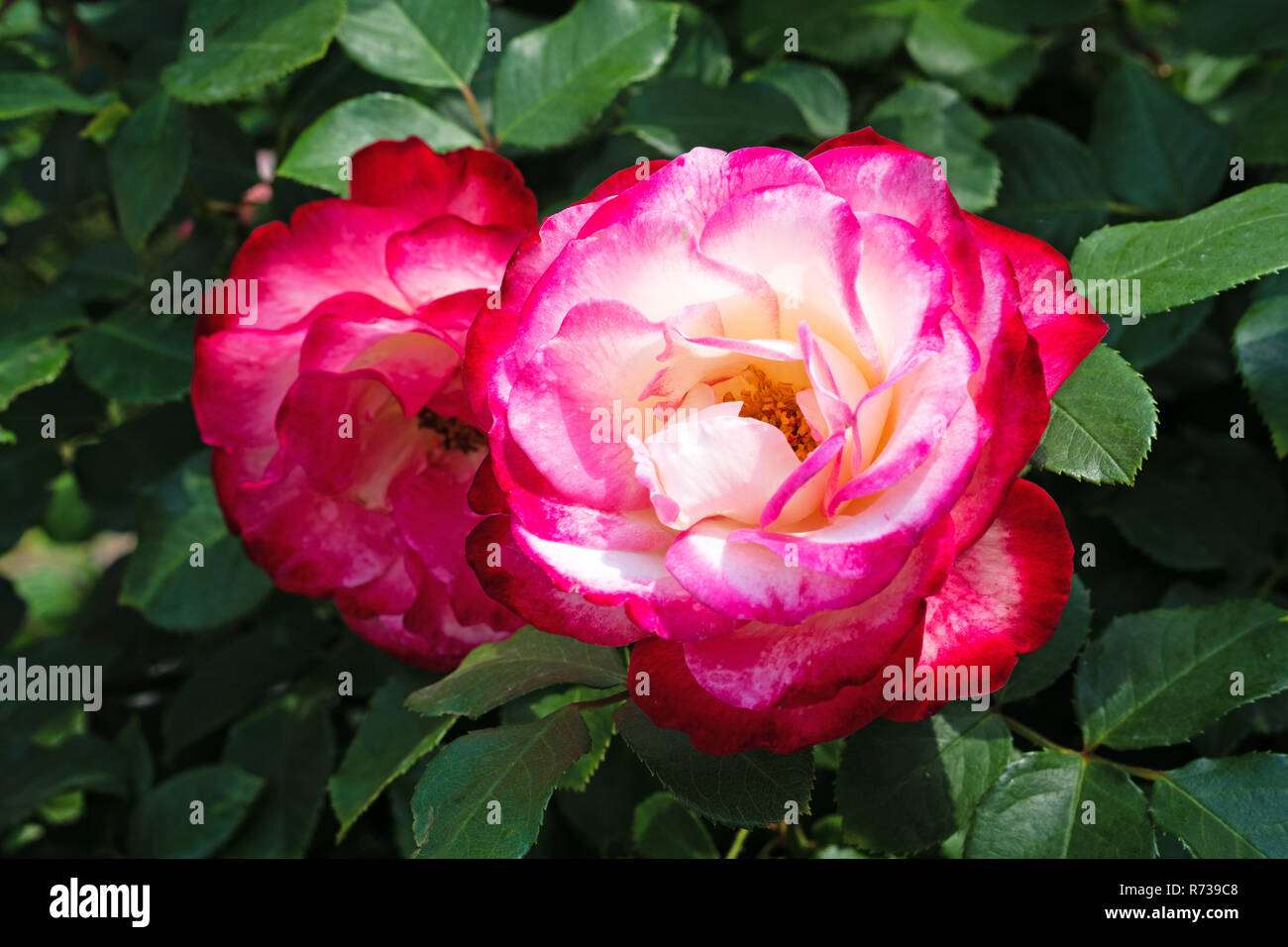 Gartenrose Stock Photos & Gartenrose Stock Images - Alamy