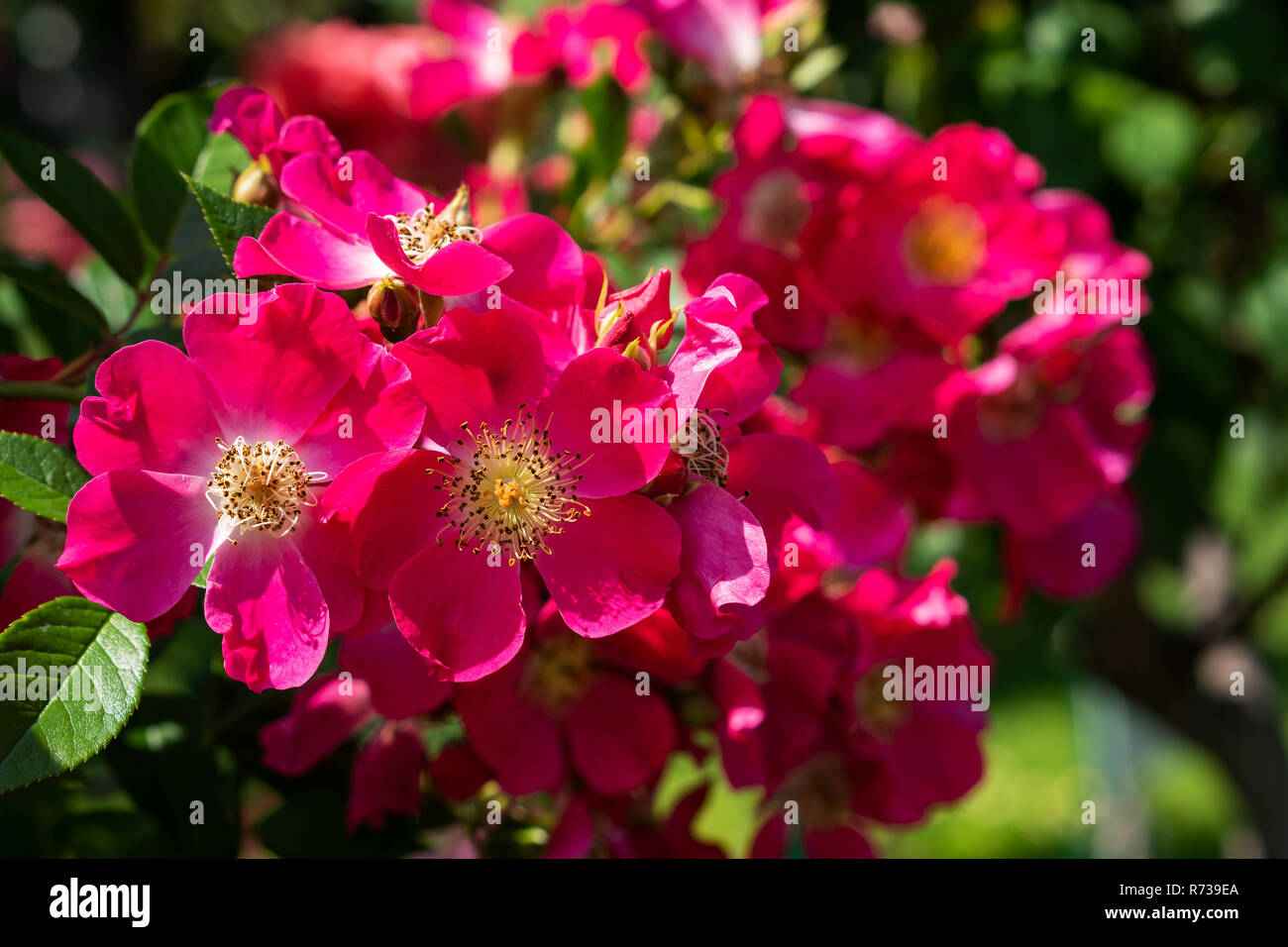 Gartenrose Stock Photos & Gartenrose Stock Images - Alamy
