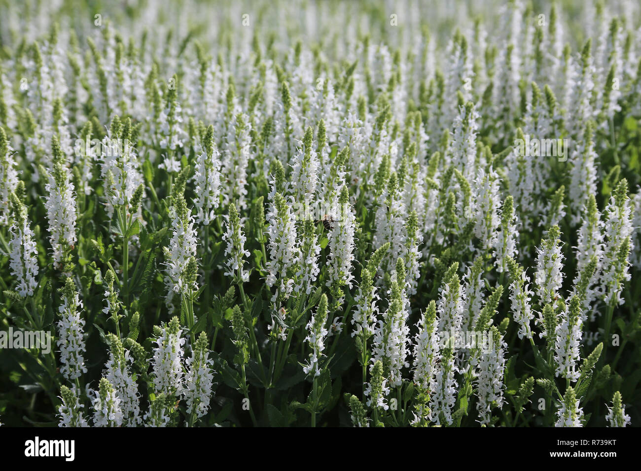 Salvia officinalis alba hi-res stock photography and images - Alamy