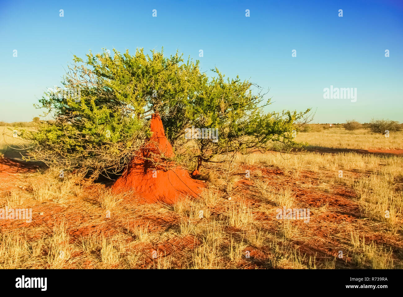 Termite mound in the red Kalahari desert. Giant termites. Namibia ...