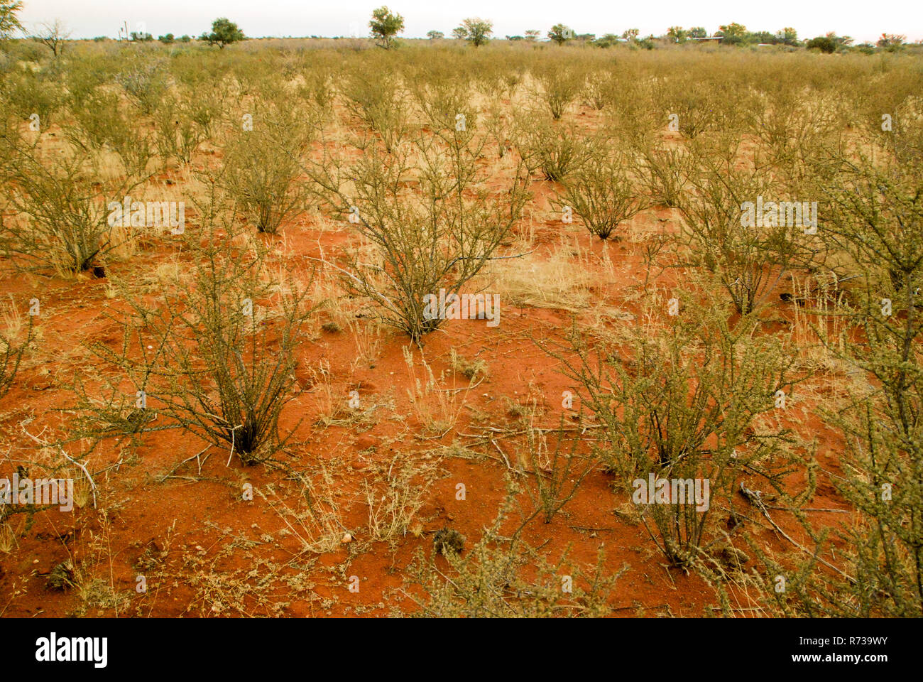 Bushes in red Kalahari desert, Namibia, Africa Stock Photo - Alamy