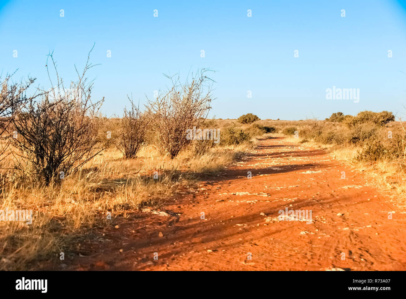 Sand road in the red Kalahari desert with some trees and bushes in ...