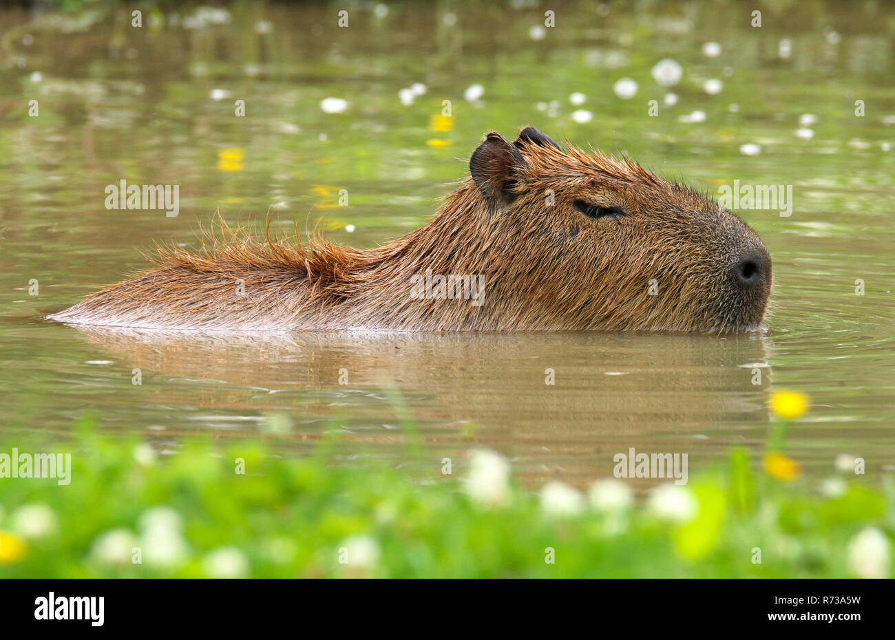 Capybara (hydrochoerus hydrochaeris) at Chester Zoo, Chester, Cheshire ...