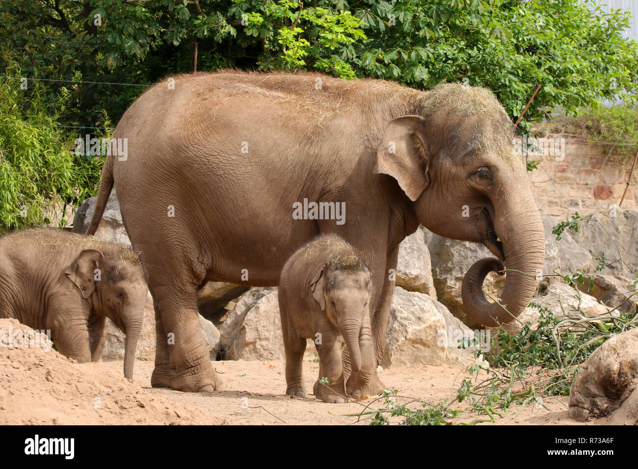 Baby elephant playing at chester zoo hi-res stock photography and ...