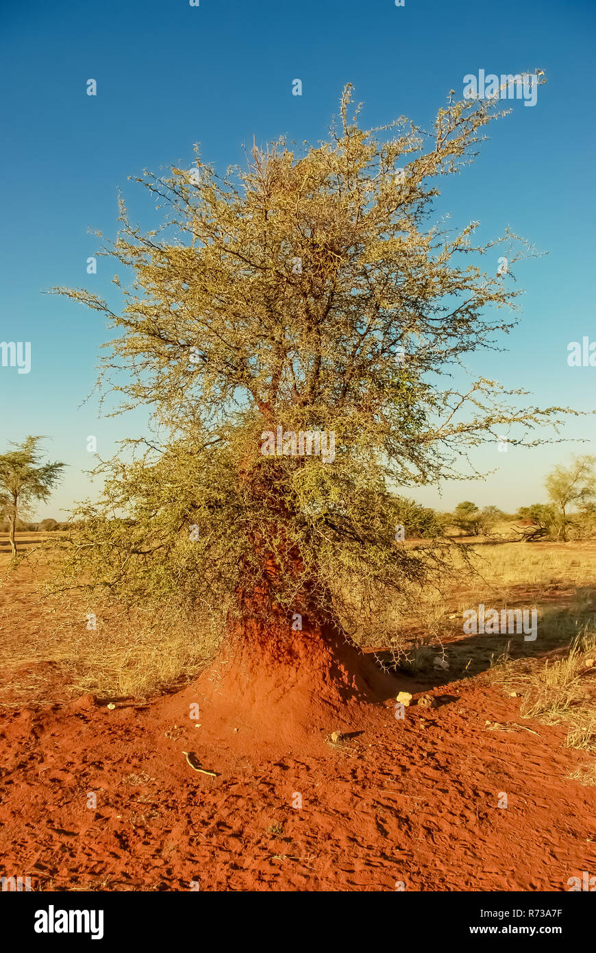 Termite mound in the red Kalahari desert. Giant termites. Namibia ...