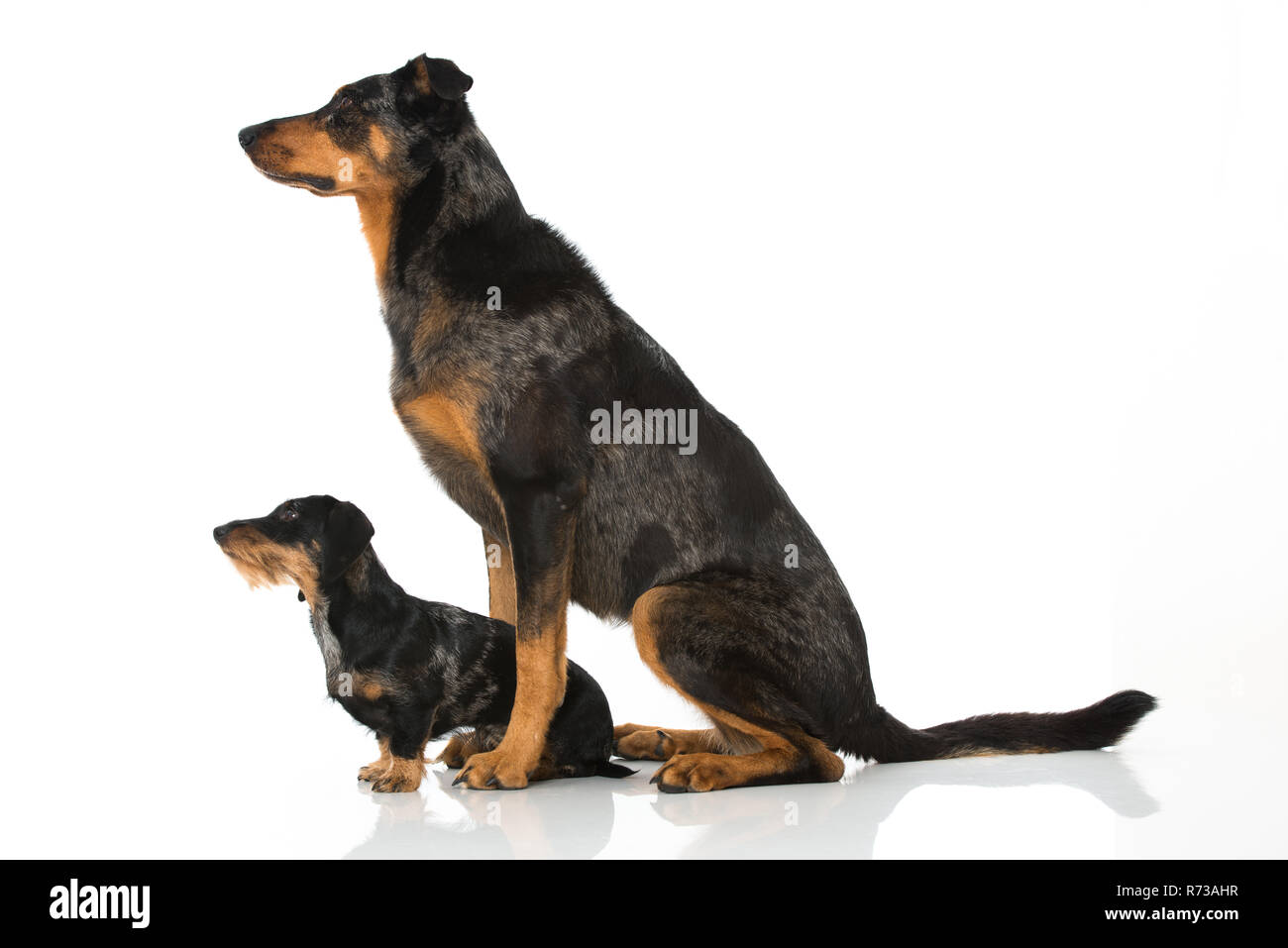 Two dogs sitting laterally on white background Stock Photo - Alamy