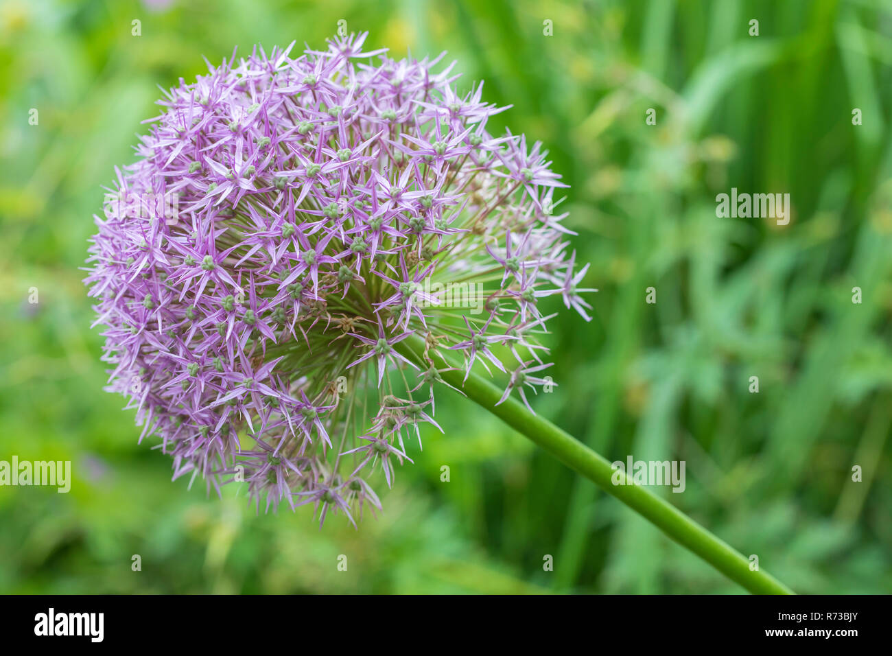 Allium giganteum gladiator hi-res stock photography and images - Alamy
