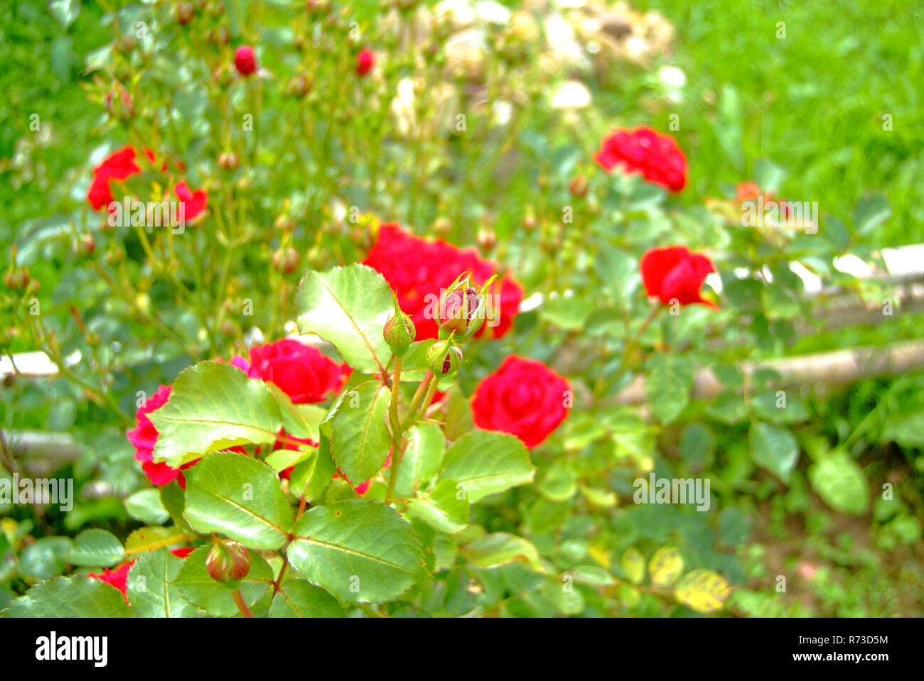 bright red tea roses in the garden Stock Photo - Alamy