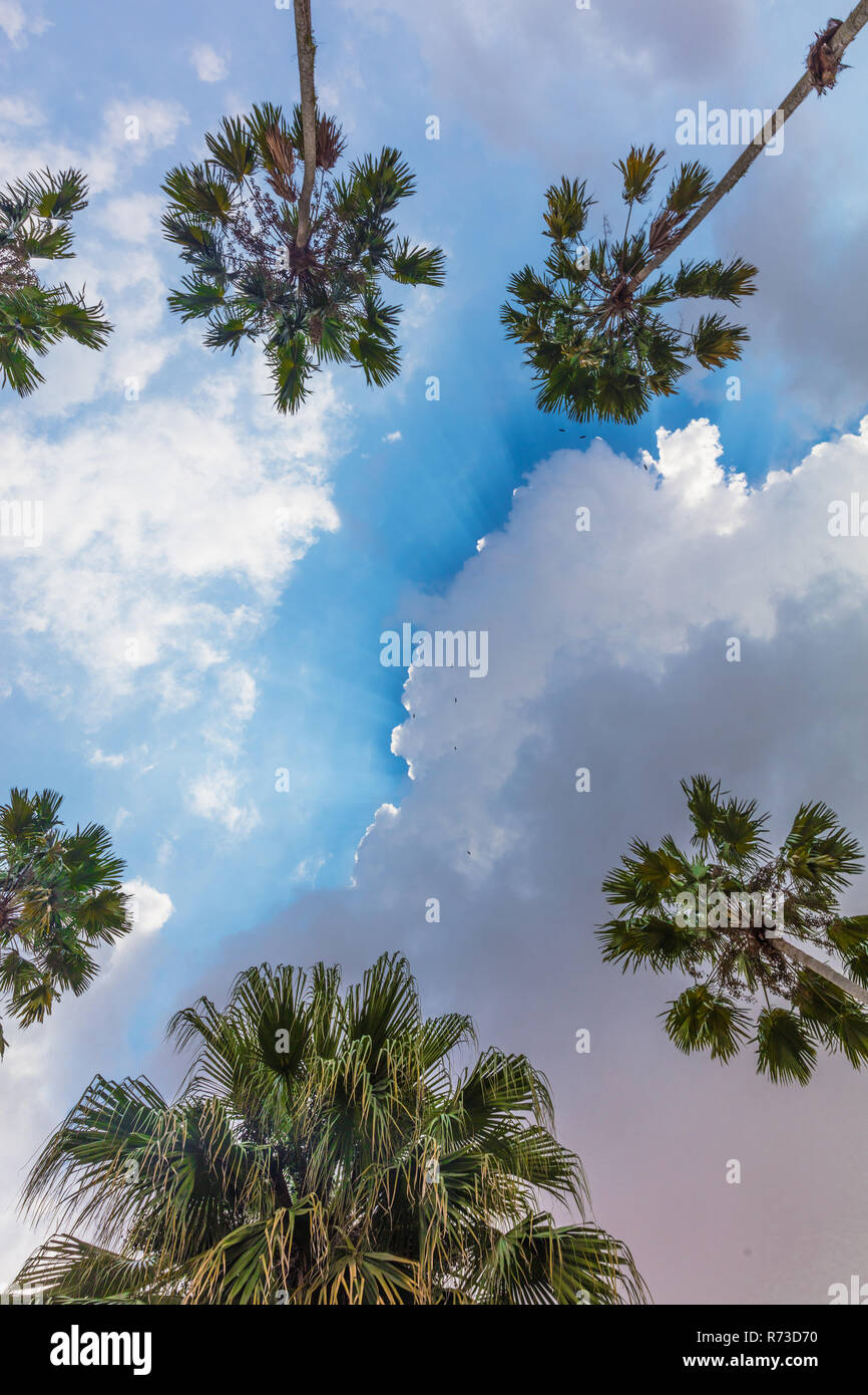 Washingtonia, Amazon, Belem do Pará, Para, Brazil Stock Photo - Alamy