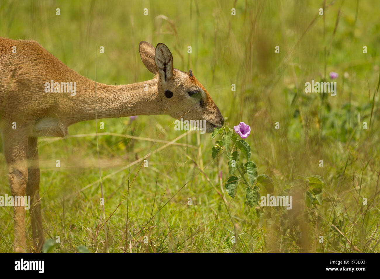 Oribi (Ourebia ourebi) Antelope, Murchison Falls National Park, Uganda ...