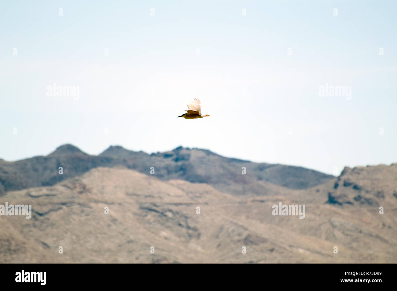 Red tailed hawk utah hi-res stock photography and images - Alamy