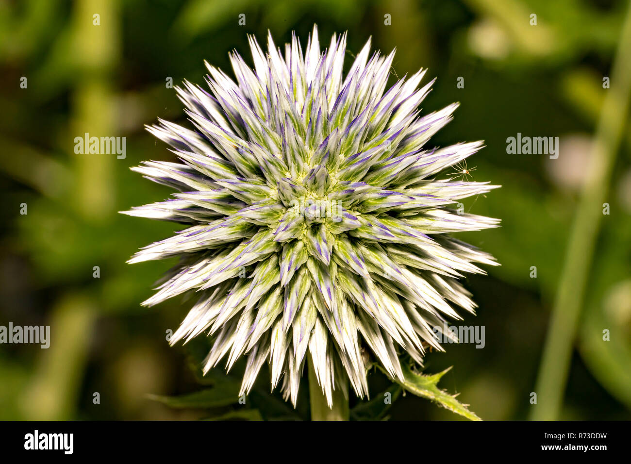 Echinops flower stalk hi-res stock photography and images - Alamy