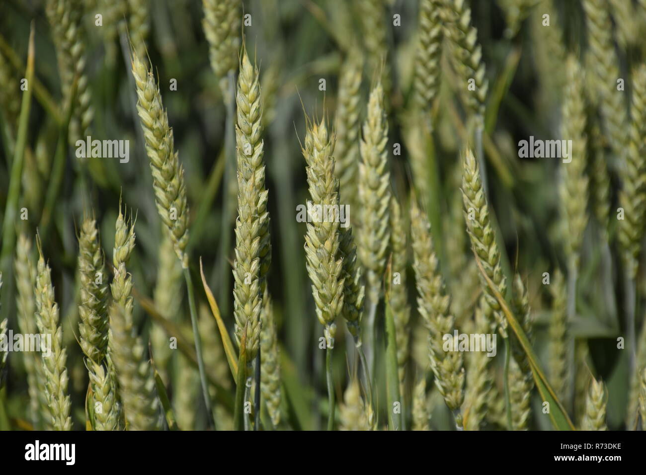 Green spikelets background agricultural plants hi-res stock photography ...