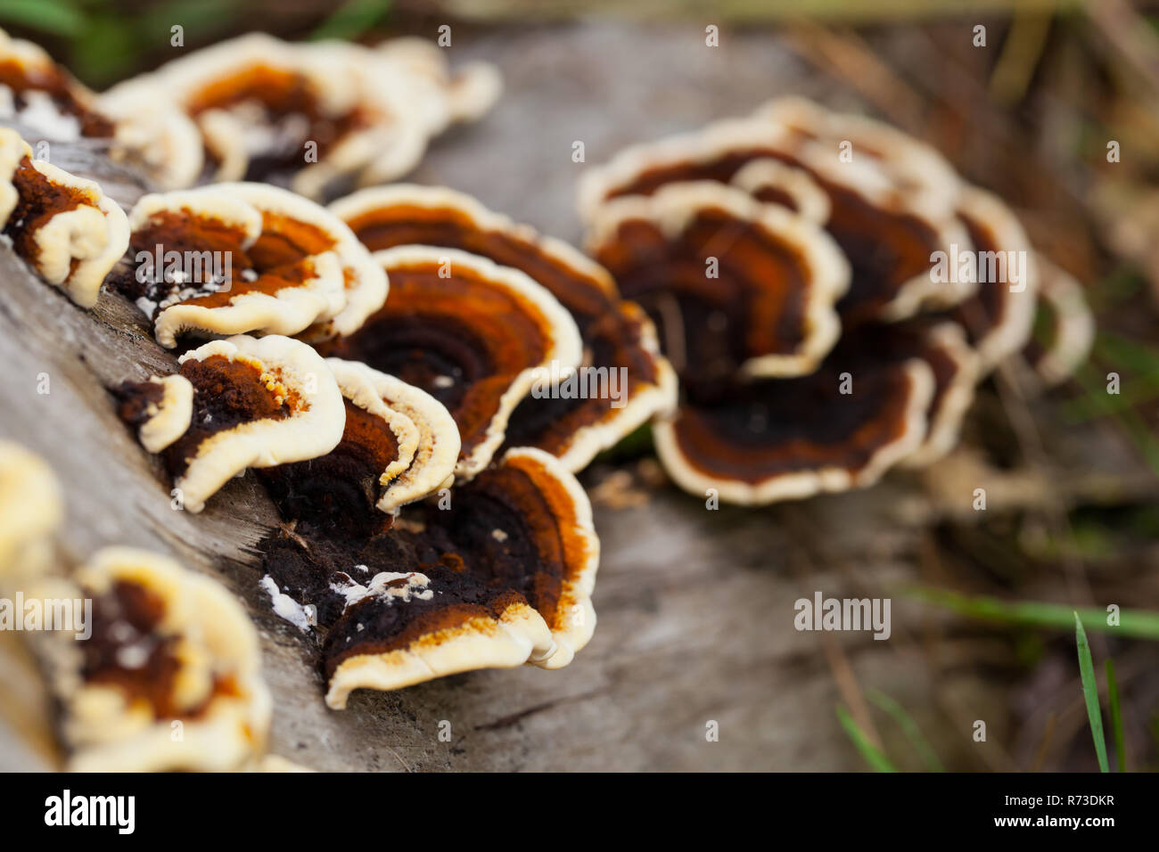 Rusty gilled polypore hi-res stock photography and images - Alamy