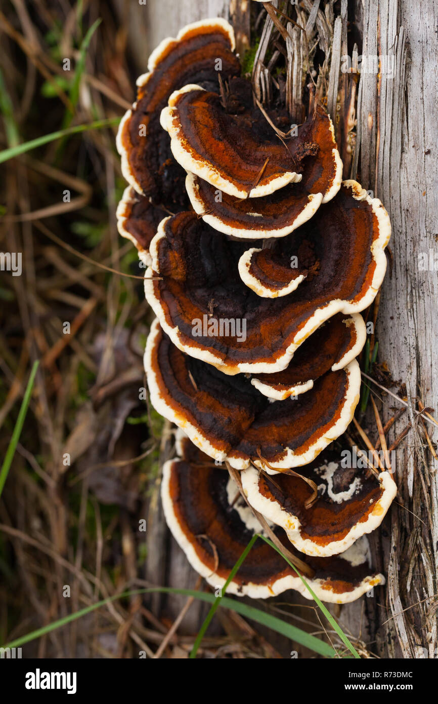 Rusty gilled polypore hi-res stock photography and images - Alamy