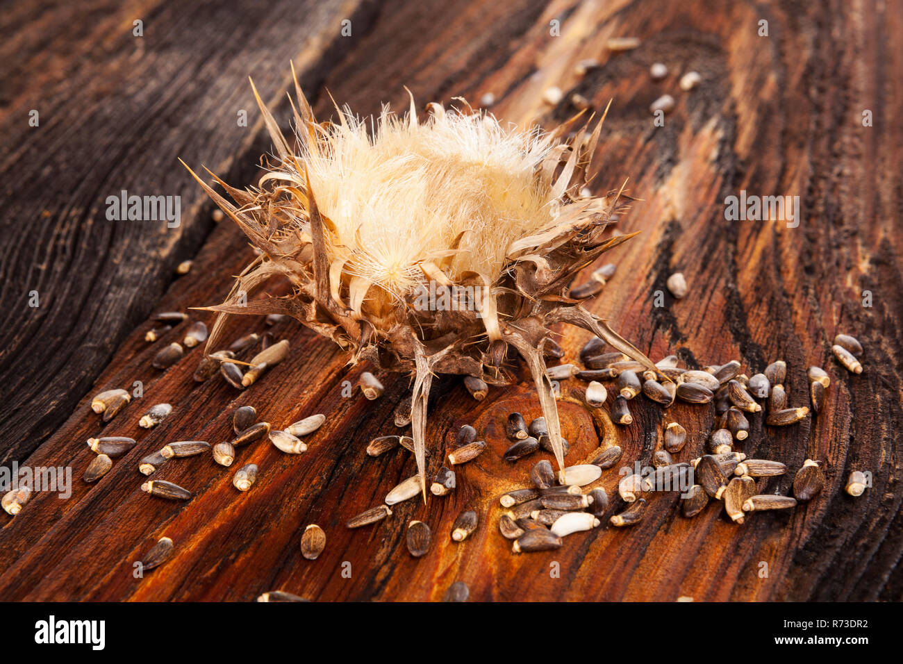 Dried Milk Thistle flower Stock Photo - Alamy