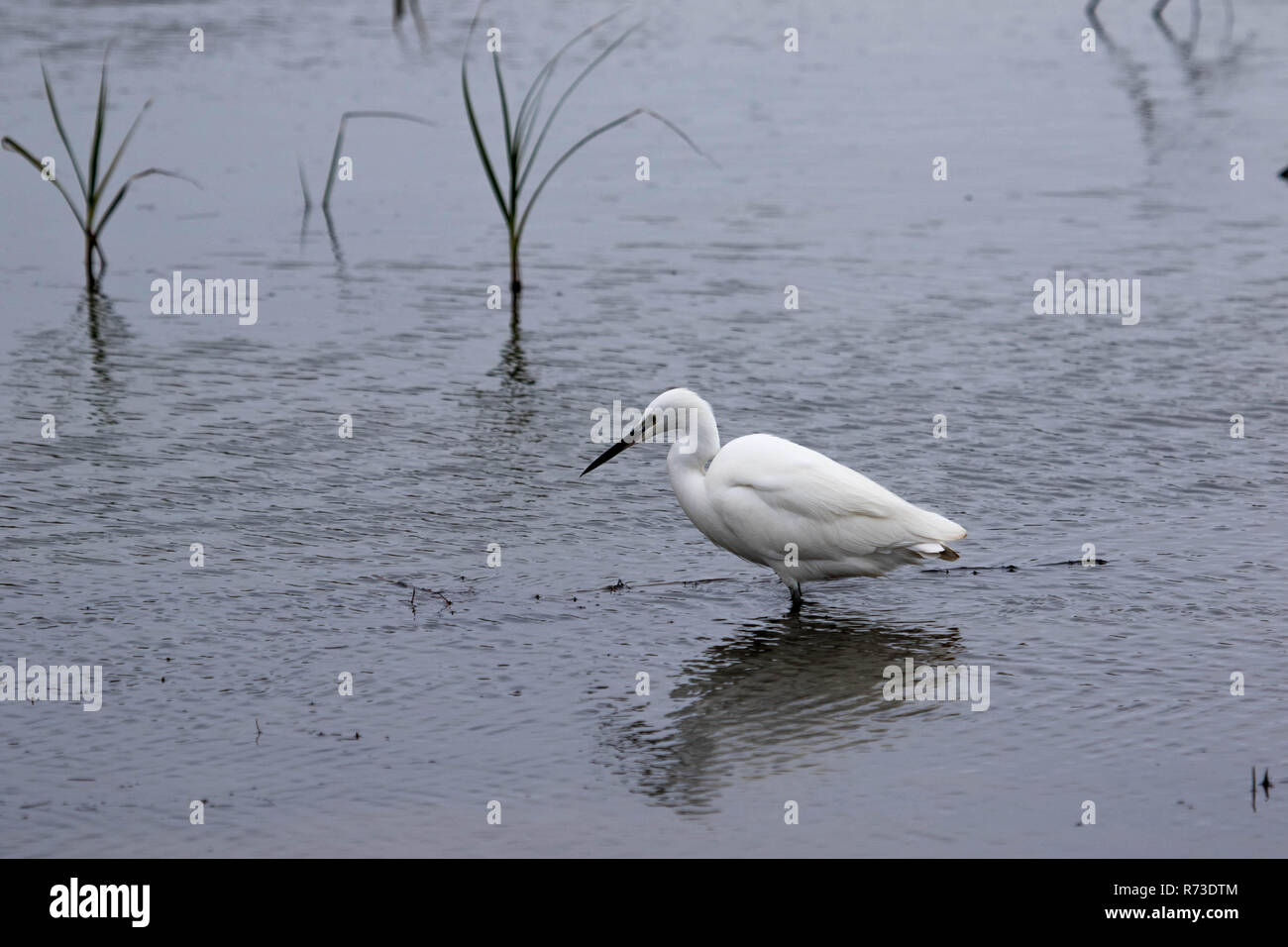 Yellow fish drain uk hi-res stock photography and images - Alamy