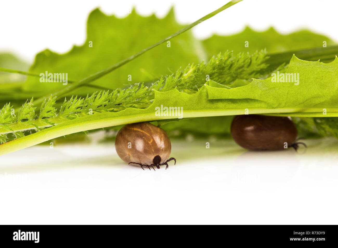 Huge ticks full of blood Stock Photo - Alamy
