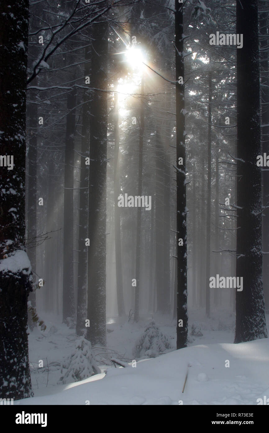 Winter landscape trees under snow Stock Photo - Alamy
