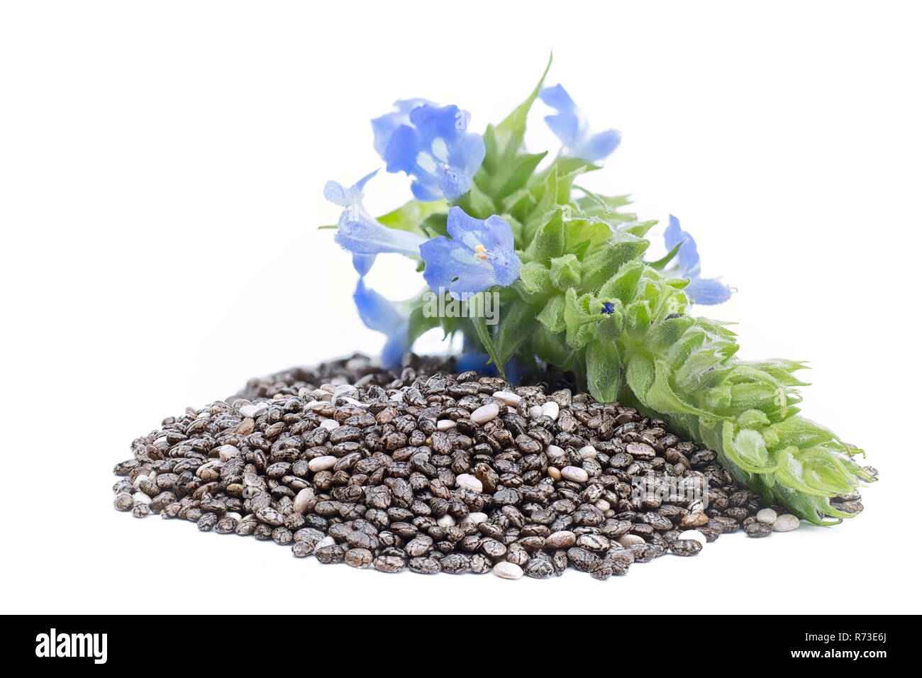 Chia (Salvia hispanica) Pile of seeds with flowers on white background ...