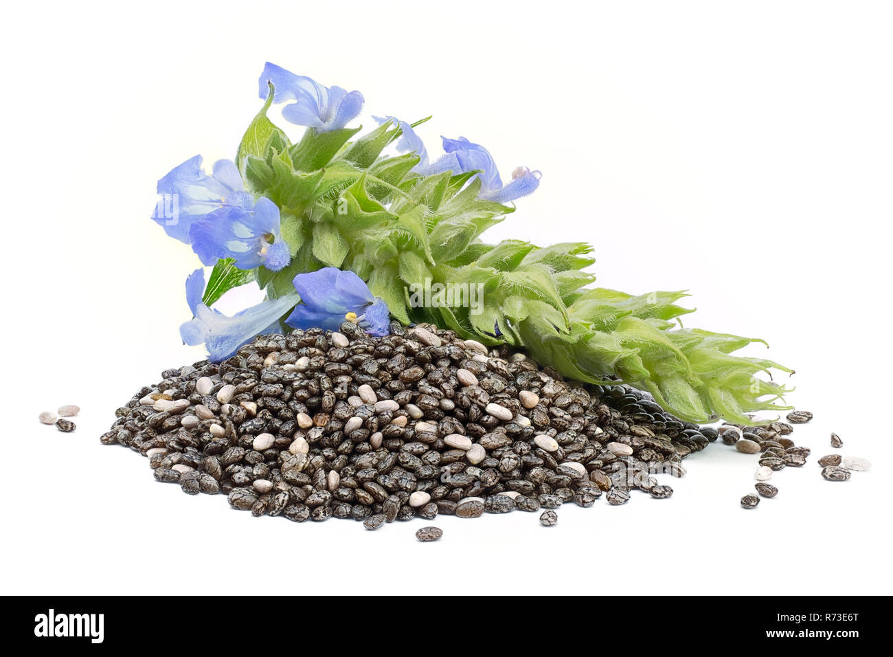 Chia (Salvia hispanica) Pile of seeds with flowers on white background ...