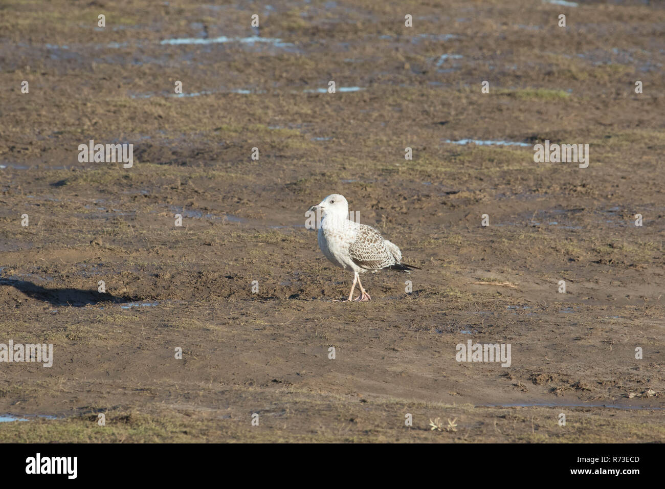Seagull red beak hi-res stock photography and images - Alamy