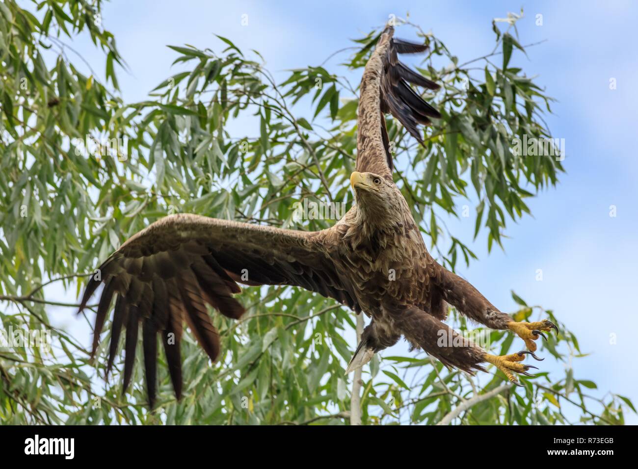 white tailed eagle Stock Photo - Alamy