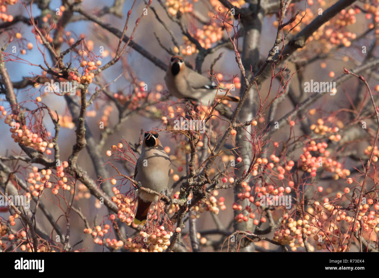 Garrulous bird hi-res stock photography and images - Alamy