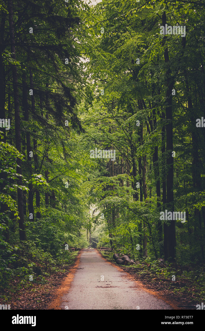 Beautiful forest way Stock Photo - Alamy