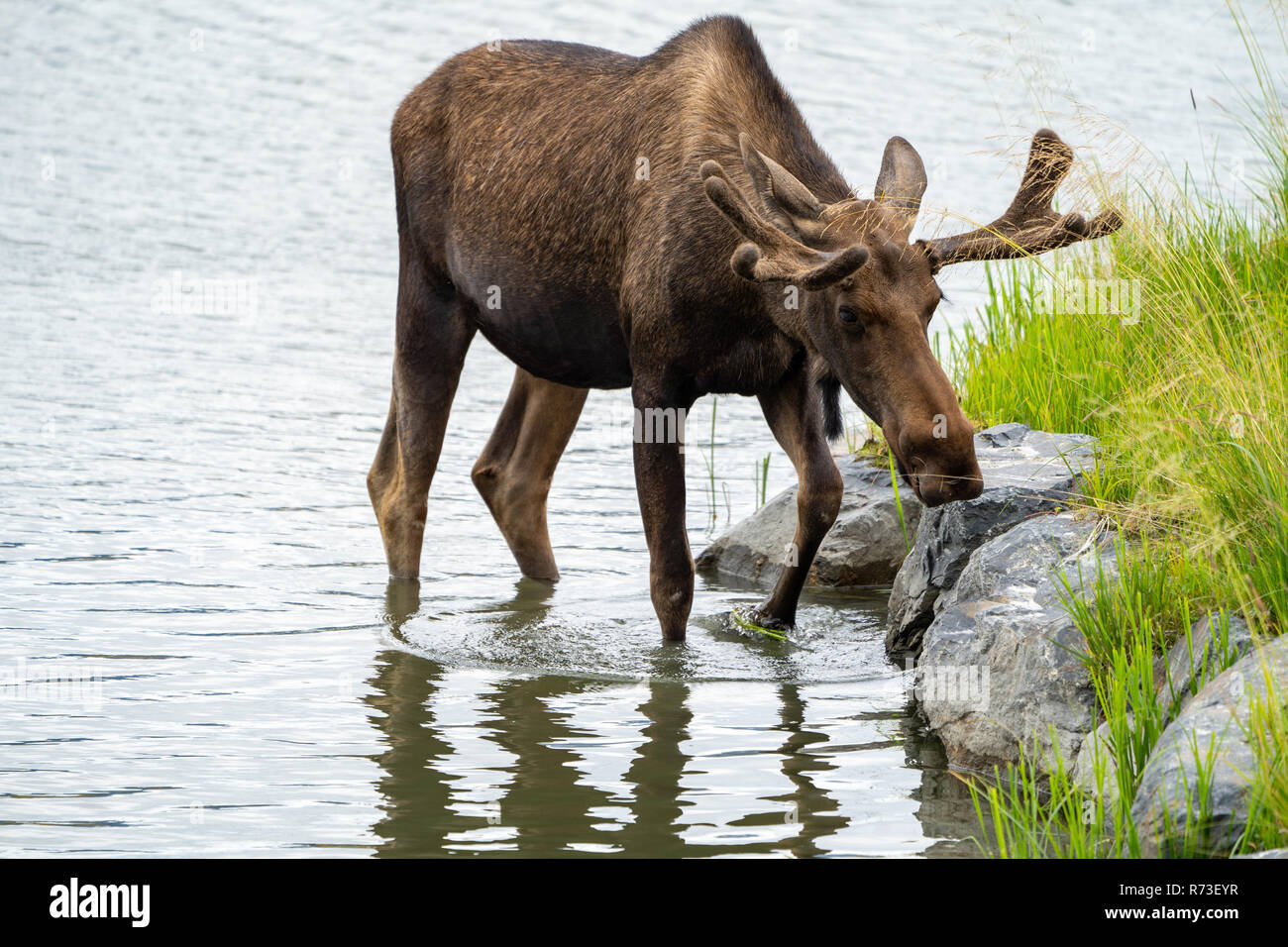 Beautiful Alaskan moose wanders in the calm water Stock Photo - Alamy