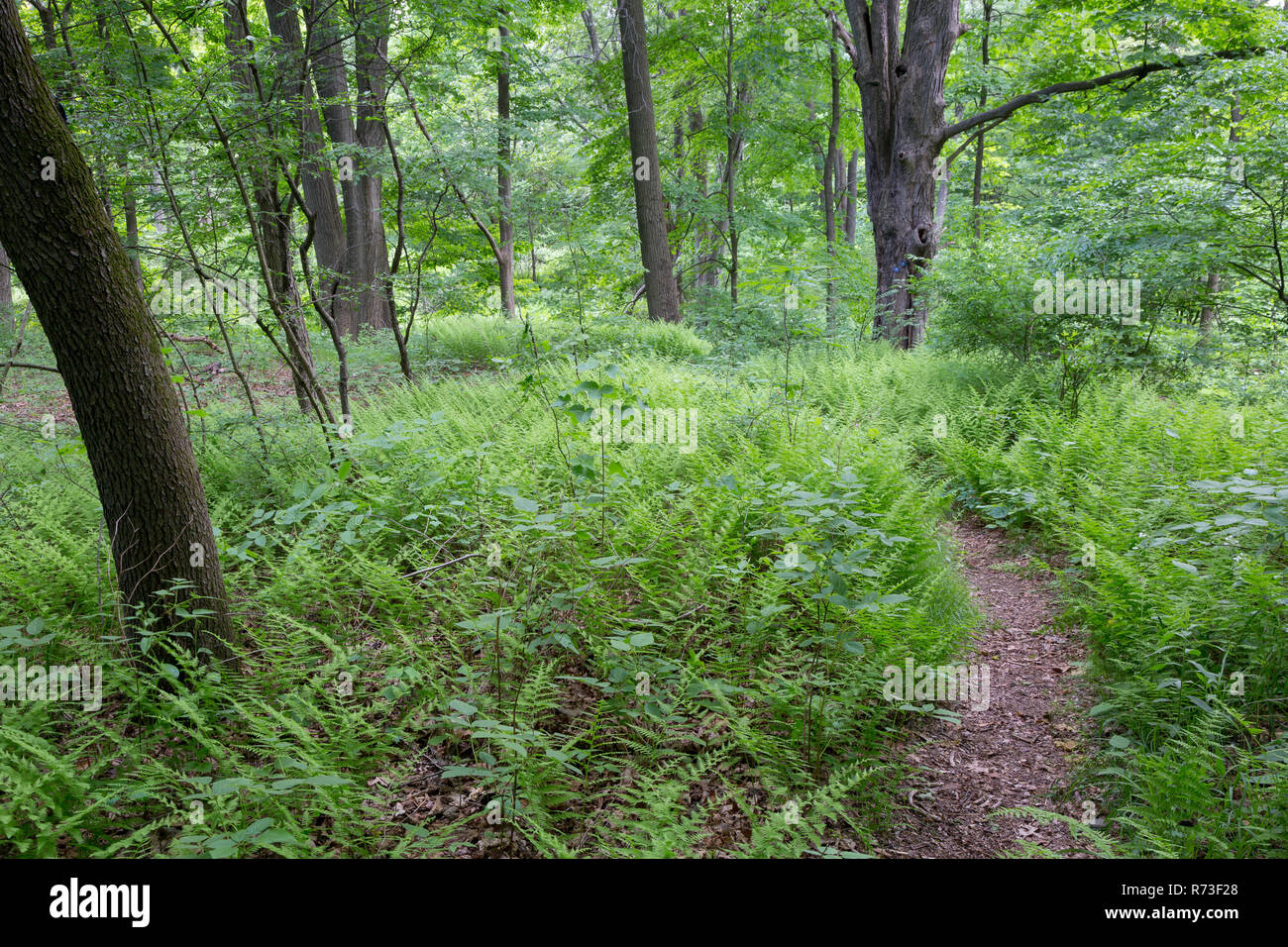 A thick growth of ferns lining the Fahnestock Trail on the forest floor ...