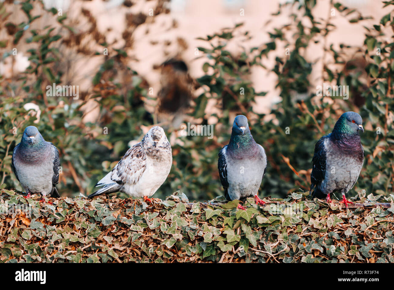 Four doves sitting hi-res stock photography and images - Alamy