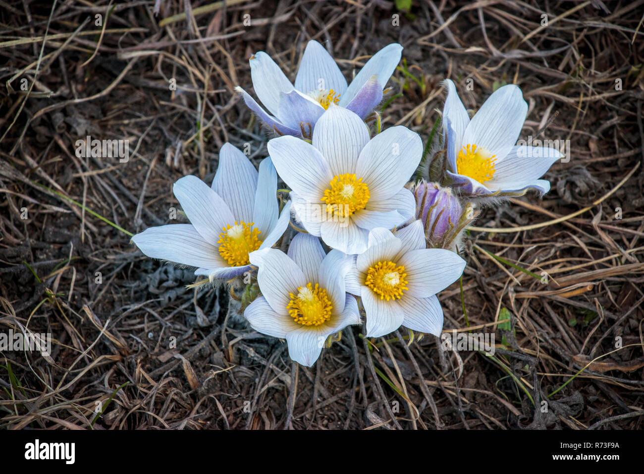 The Prairie crocus, (Anemone patens) blooming in an area of ...