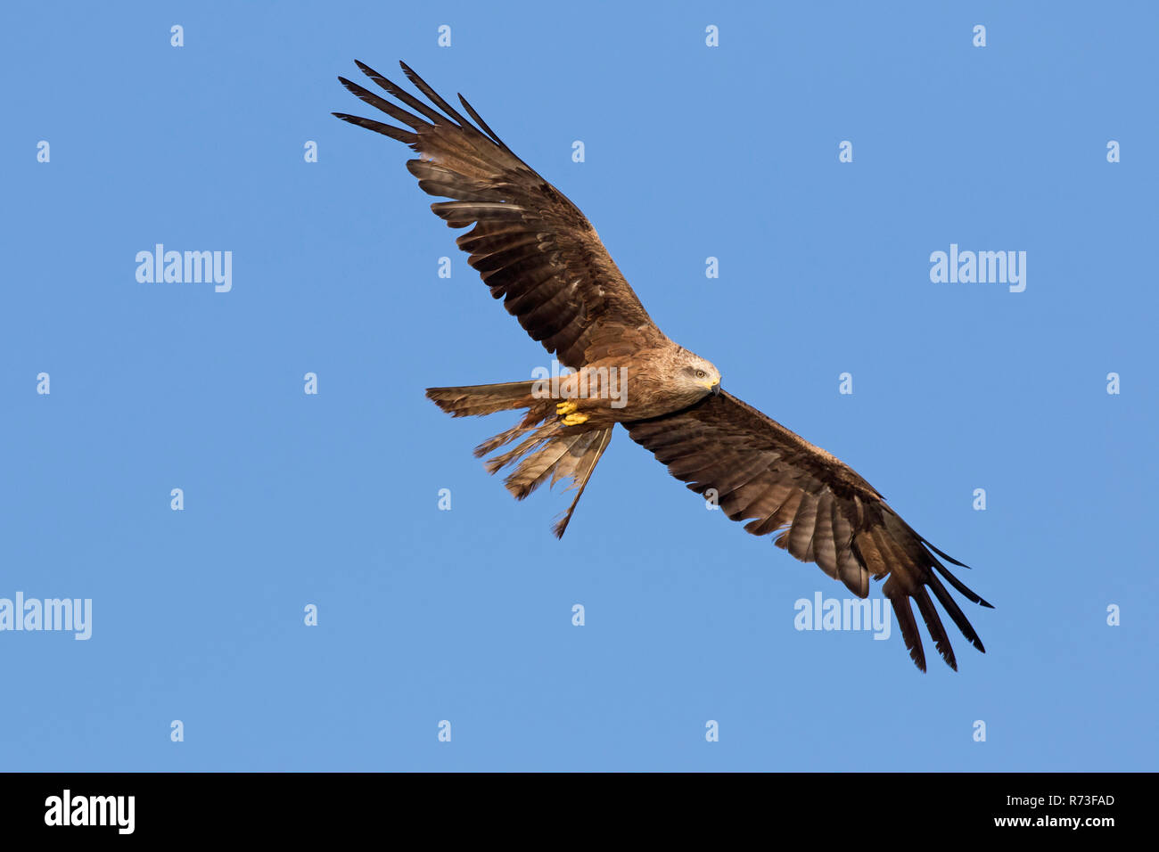 Black kite (Milvus migrans) with severely worn / damaged tail feathers ...