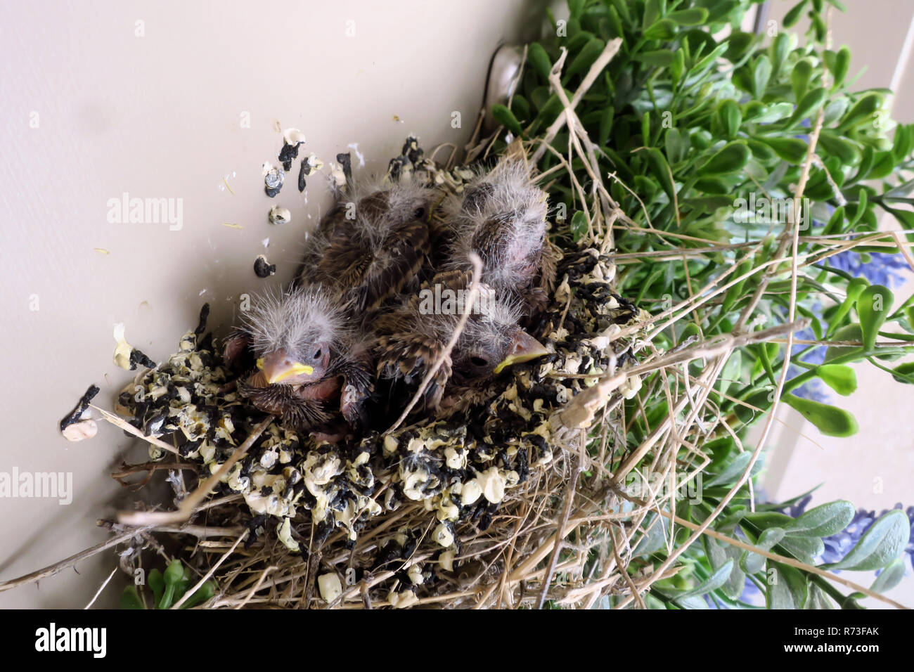 Three baby birds in a nest on a door in a wreath Stock Photo - Alamy