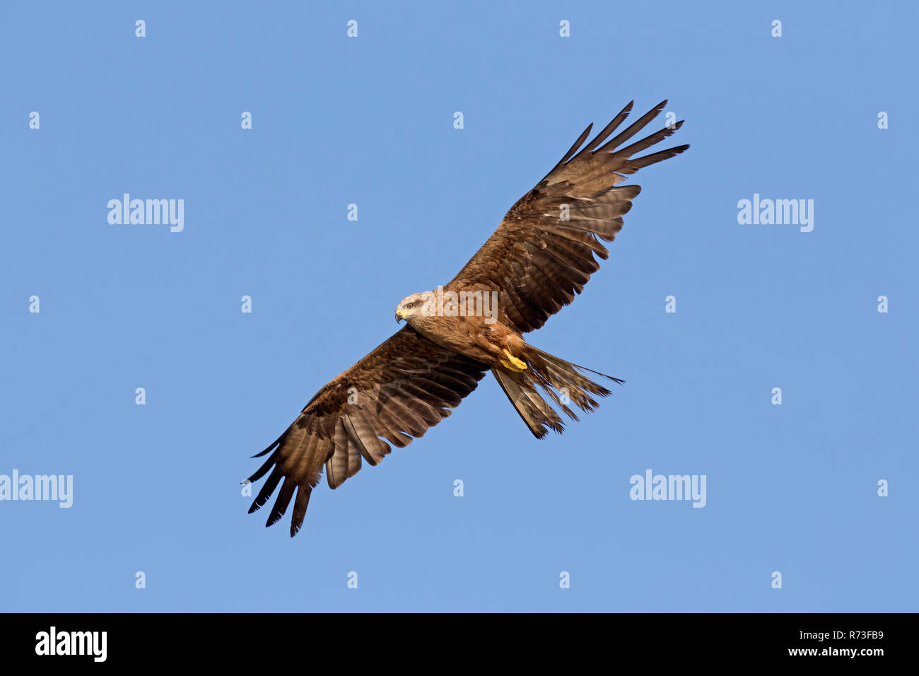 Black kite (Milvus migrans) with severely worn / damaged tail feathers ...